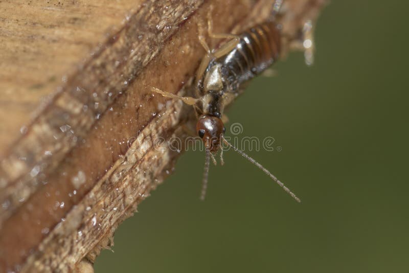 Tijereta, Insecto, Retrato Del Insecto Foto de archivo - Imagen de capa ...