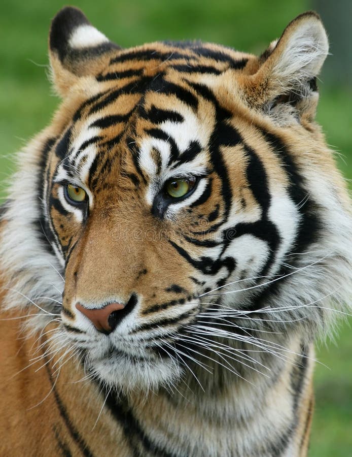 Tijger stock afbeelding. Image of tijgers, luipaard, carnivoor - 3866847