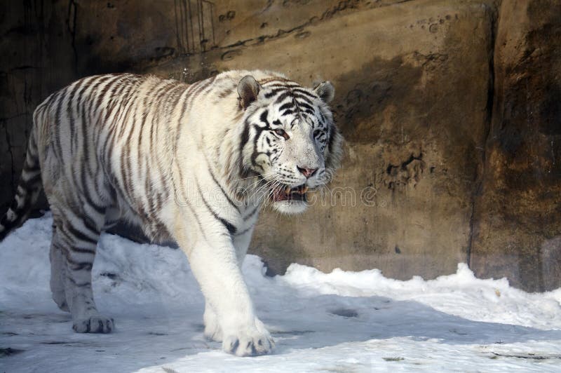 Witte tijger stock afbeelding. Image of soorten, zoogdieren - 10579