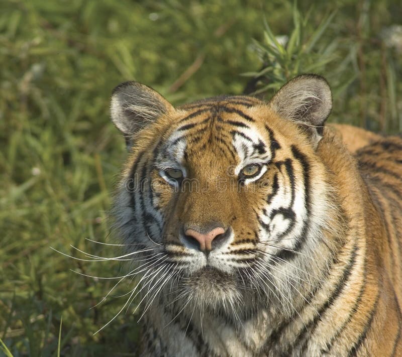 Tijger stock foto. Image of tijger, dier, gegevens, gevaar - 5940168
