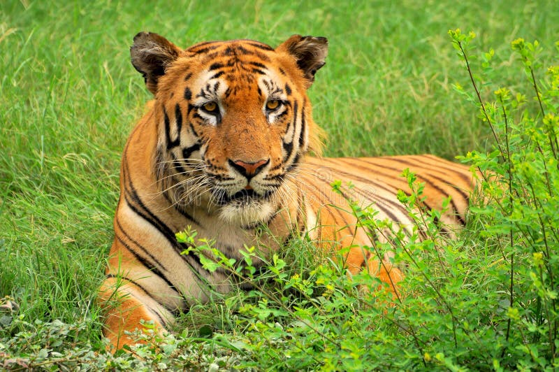 Tijger stock foto. Image of aziatisch, indisch, groen - 7949454