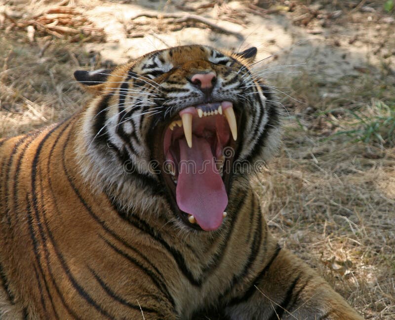 Boze tijger stock foto. Image of gevaarlijk, prooi, sluit - 10133710