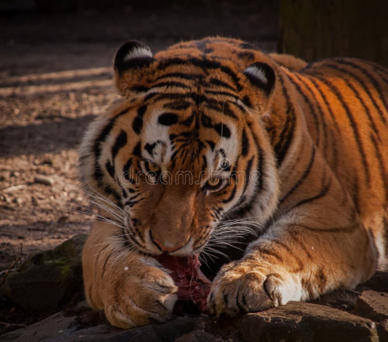 Tijger die zijn vlees eten stock afbeelding. Image of sluit - 44312321
