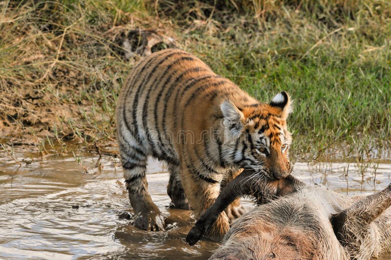 Tijger Het Slepen Prooi Van Waterhole Stock Afbeelding - Image of ...