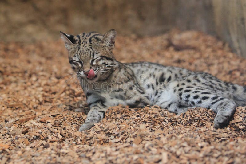 Tijgerkat stock foto. Image of weinig, nave, zoogdier - 37075328