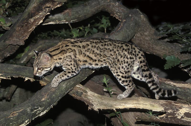 Tijgerkat of Oncilla Leopardus Tigrinus Lopend Op Een Tak Stock Foto ...