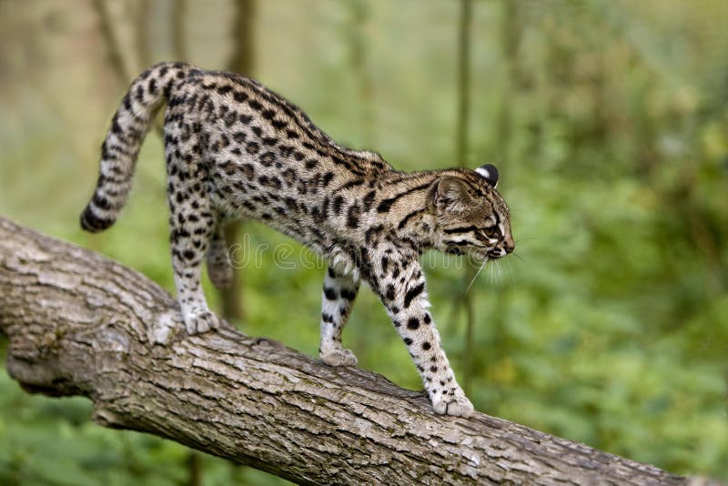 Tijgerkat of Oncilla Leopardus Tigrinus Lopend Op Een Tak Stock Foto ...