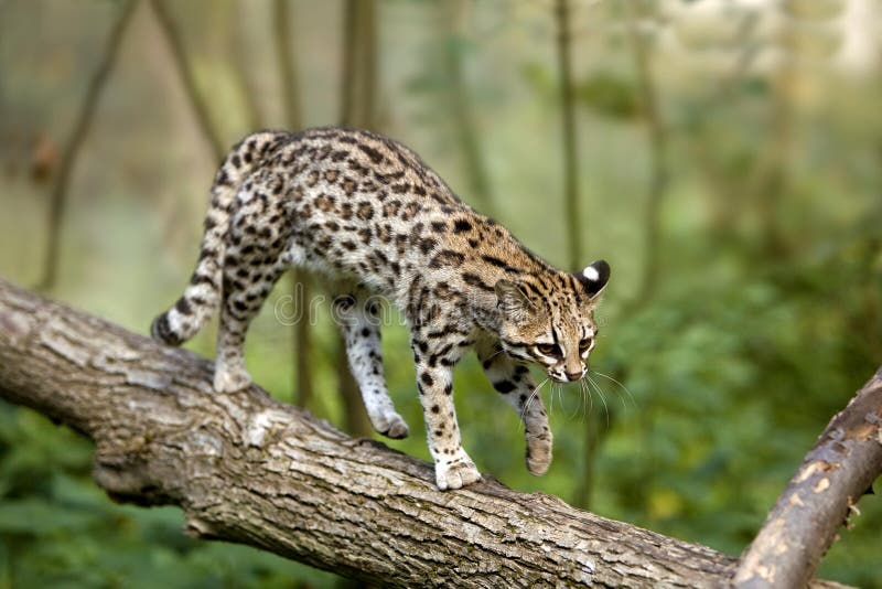 Tijgerkat of Oncilla Leopardus Tigrinus Lopend Op Een Tak Stock Foto ...