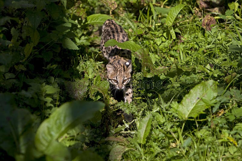Tijgerkat of Oncilla Leopardus Tigrinus Lopend Op Een Tak Stock Foto ...