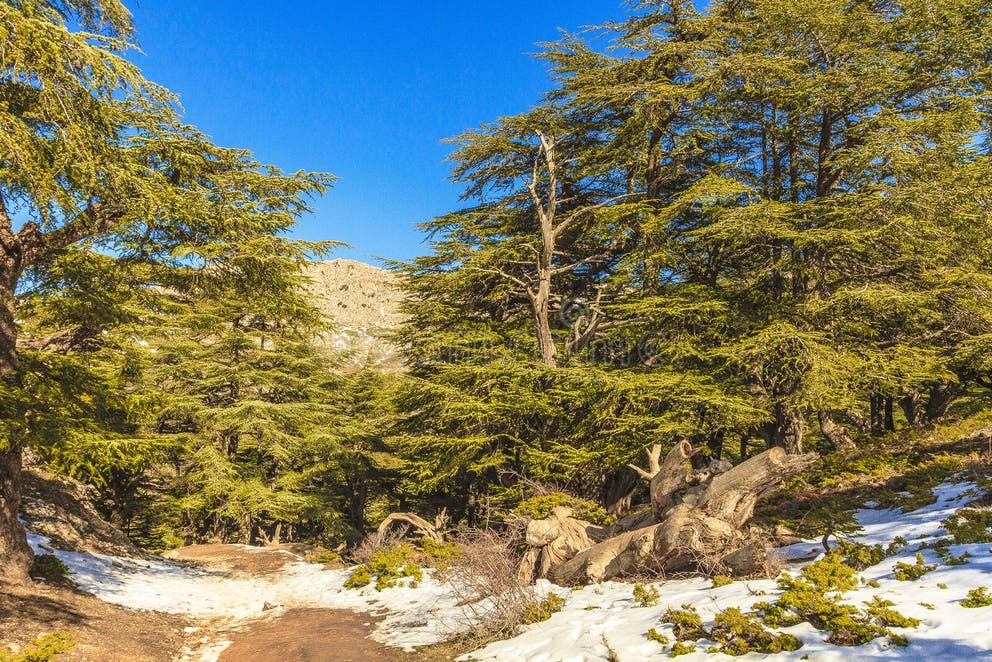 Tikejda stock photo. Image of climb, adventurous, green - 110381488