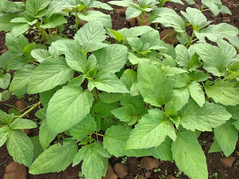 Til Plant Casually Known As Tilli Plant Stock Image - Image of tilli ...