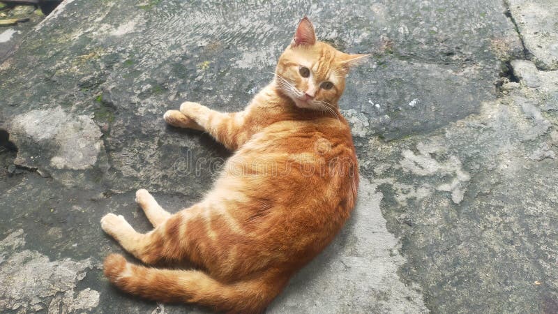 The Tilapia Cat or Tabi Cat is a Domestic Cat that Has a Striped or ...