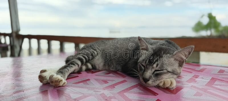 Tilapia Cat Tabi Domestic Has Striped Fur Pattern Like Tiger Stock ...