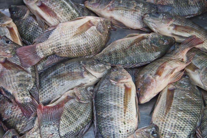 Tilapia ,dry fish,thailand stock image. Image of cook - 24943445