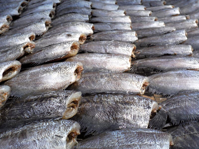 Tilapia ,dry fish,thailand stock image. Image of marine - 32822943