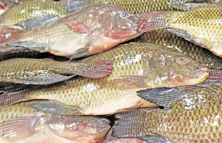 Tilapia Fish stock image. Image of food, tentacles, scales - 13240015