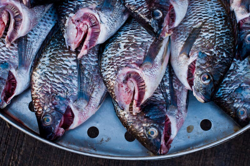 Tilapia fish stock image. Image of carve, actinopterygii - 23750029