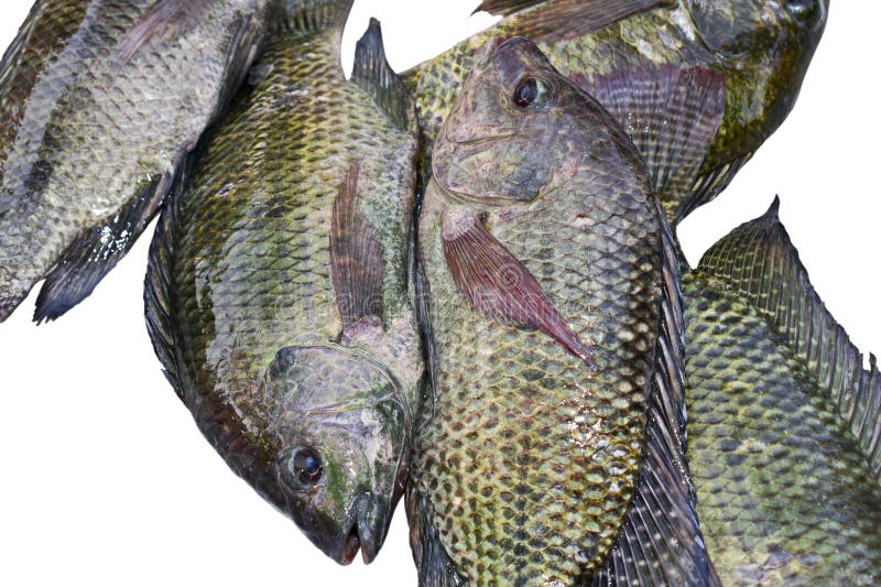 Fish Silver Bream with Scales Stock Photo - Image of bright, diet ...