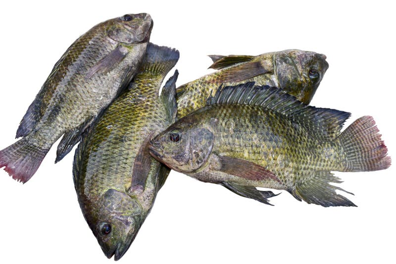 Fish Silver Bream with Scales Stock Photo - Image of bright, diet ...