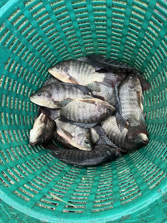 Tilapia fish in the basket stock image. Image of cooking - 338032237