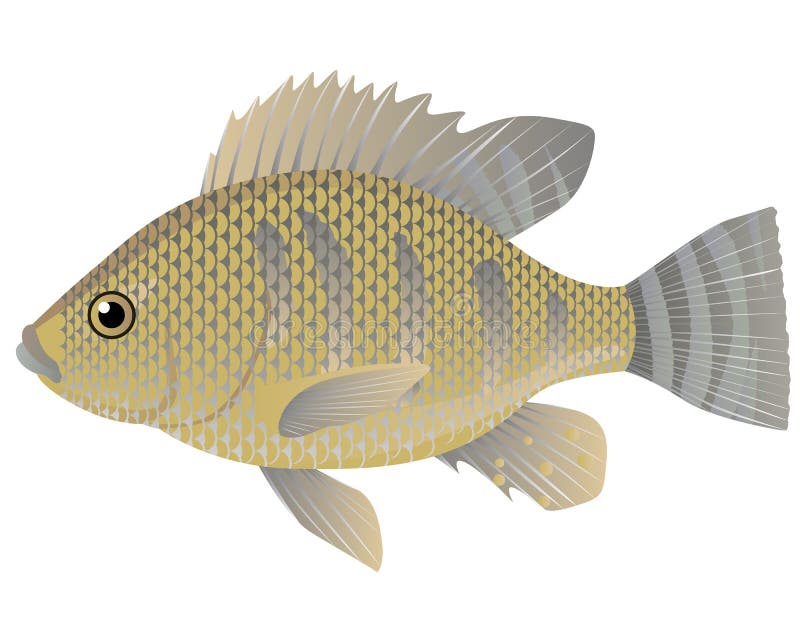 Tilapia fish stock vector. Illustration of water, aquarium - 36311725