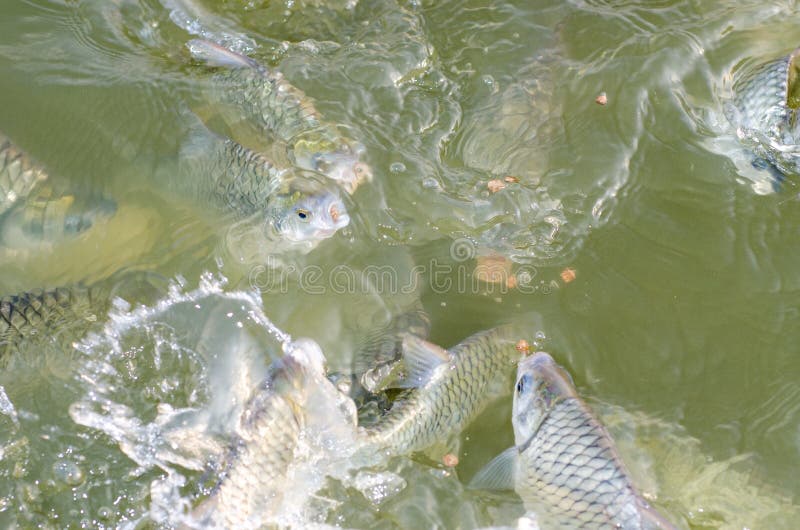 Can Fish Eat Bugs at Kathleen Perry blog