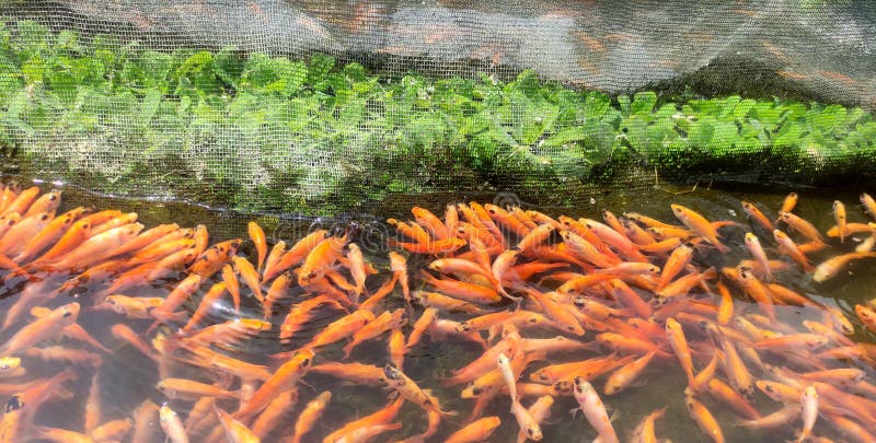 Tilapia Fish on the Edge of the Pond Stock Image - Image of christmas ...