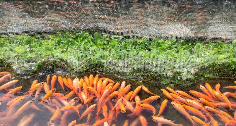 Tilapia Fish on the Edge of the Pond Stock Photo - Image of harvest ...