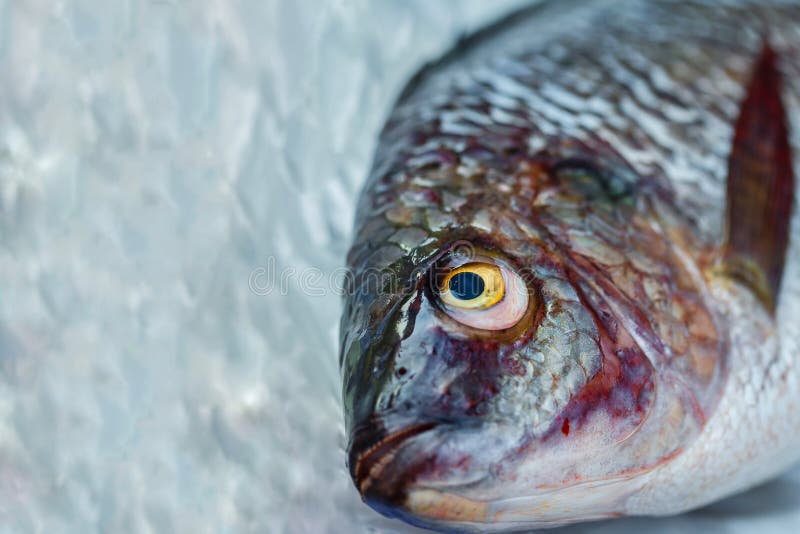 Tilapia/fish/Eyes. stock photo. Image of healthy, gourmet - 113693584