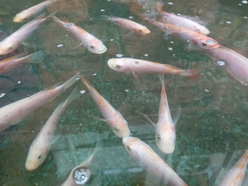Tilapia Fish Gathering Stock Photos - Free & Royalty-Free Stock Photos ...