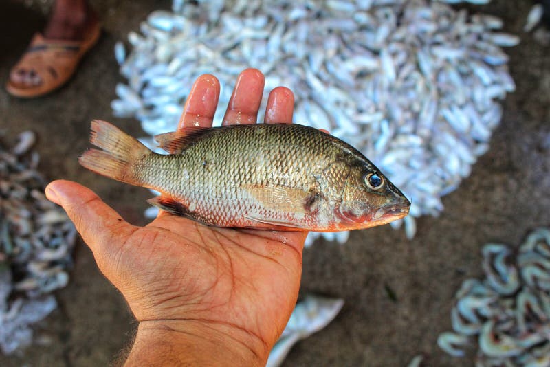 Tilapia Fish in Hand in Nice Blur Bckground Hd Stock Image - Image of ...