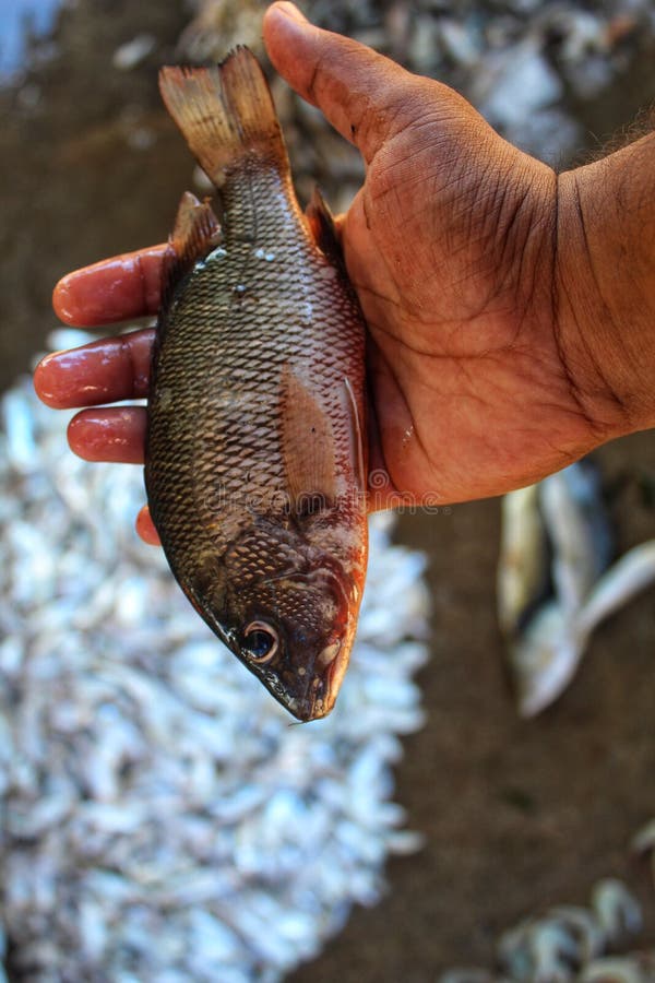 Tilapia Fish in Hand in Nice Blur Bckground Hd Stock Photo - Image of ...