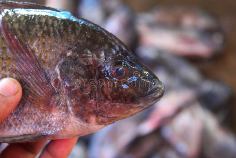 Tilapia Fish in Hand in Nice Blur Bckground Hd Stock Image - Image of ...