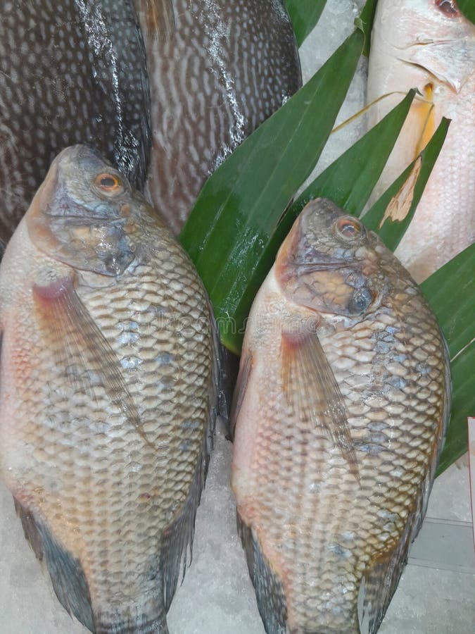 Characteristics of the Tilapia Fish Stock Photo - Image of anal, fish ...