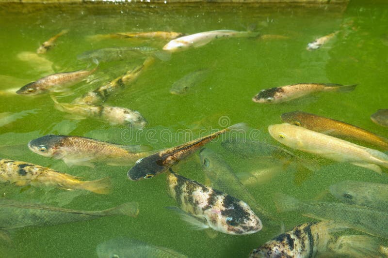 Fish Pnd 328 Stock Photos - Free & Royalty-Free Stock Photos from ...