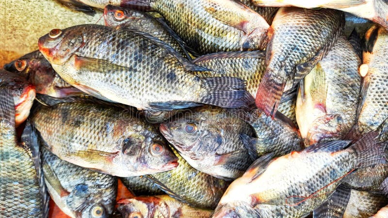 Tilapia Fish in Local Market Saudi Arabia Stock Photo - Image of market ...