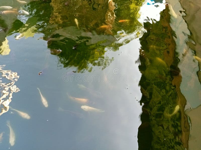 Tilapia Fish in a Mossy Pond Stock Image - Image of fish, mossy: 341820571