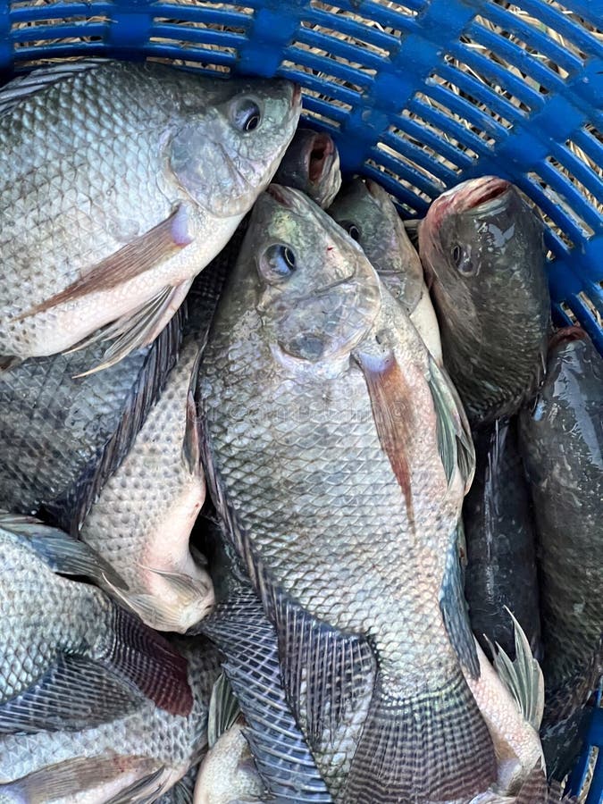 Tilapia Fish in Plastic Basket Stock Photo - Image of marine, cooking ...