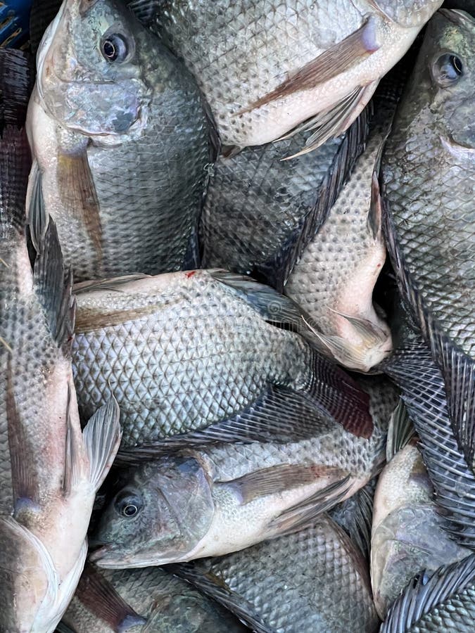 Tilapia Fish in Plastic Basket Stock Image - Image of tasty, freshness ...