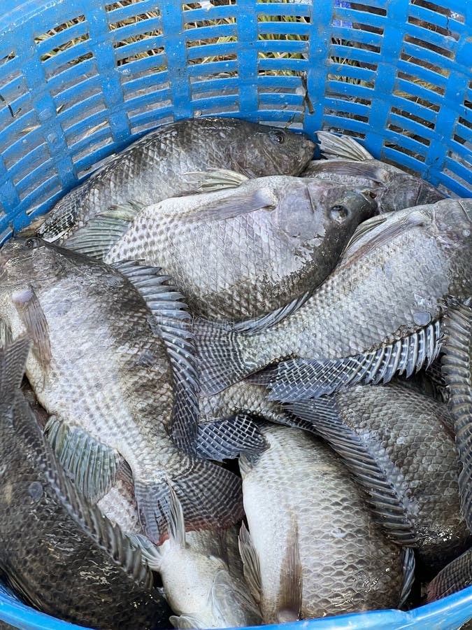 Tilapia Fish in Plastic Basket Stock Photo - Image of cold, seafood ...