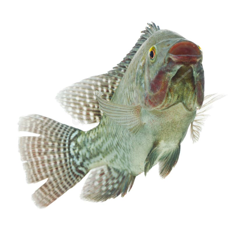 Tilapia Fish Profile stock image. Image of strip, cichlid - 61380877