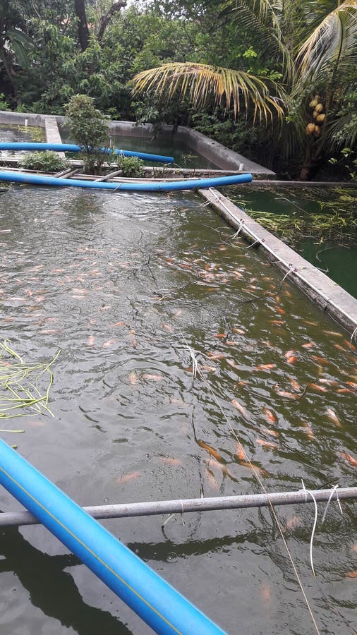 Tilapia Fish Ready To Be Harvested and Consumed Stock Photo - Image of ...