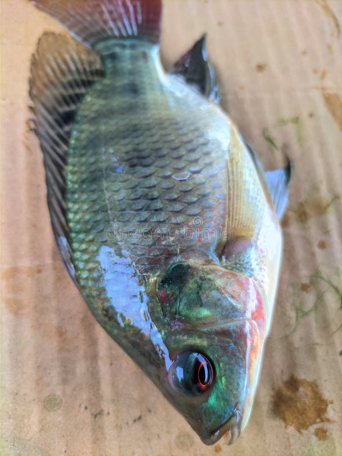 Tilapia Fish with Red Tail from Indonesian Lake Stock Image - Image of ...