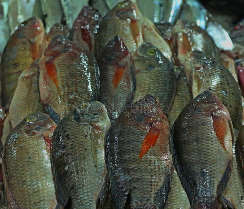 Tilapia Fish in a Market Stall Stock Photo - Image of catch, group ...