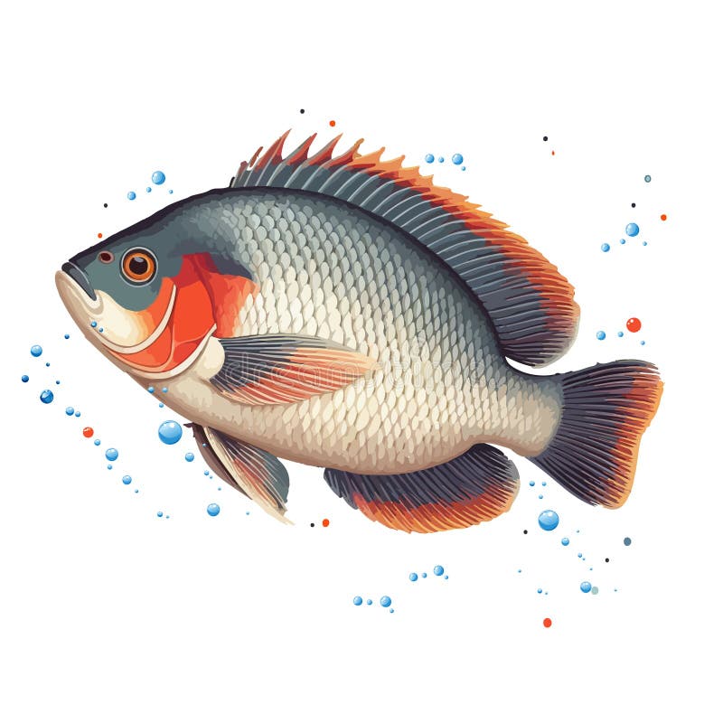 Tilapia Fish Vector Illustration Tilapia Fish Stock Illustration ...