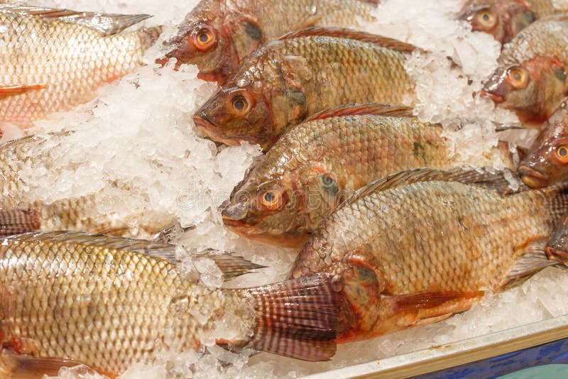 Tilapia Inside Ice for Sell Stock Image - Image of predator, catfish ...