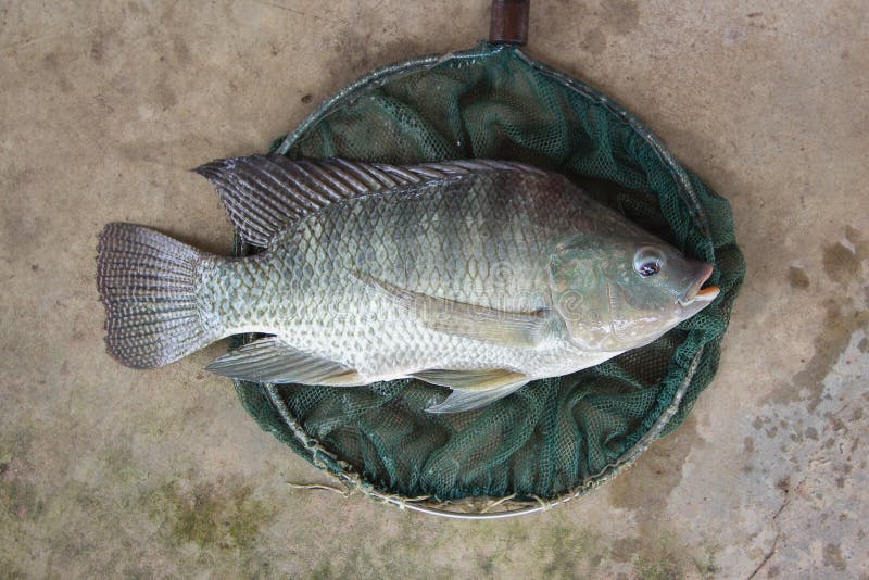 Tilapia (Oreochromis Niloticus) Big Size in Fishing Net Stock Photo ...