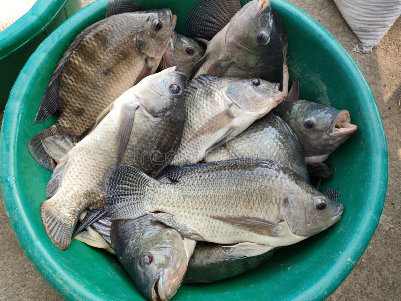 Tilapia Production from GAP Farm Stock Photo - Image of marketing ...