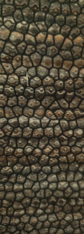 A Tile or Pattern Containing Snake Pattern on it. Stock Image - Image ...