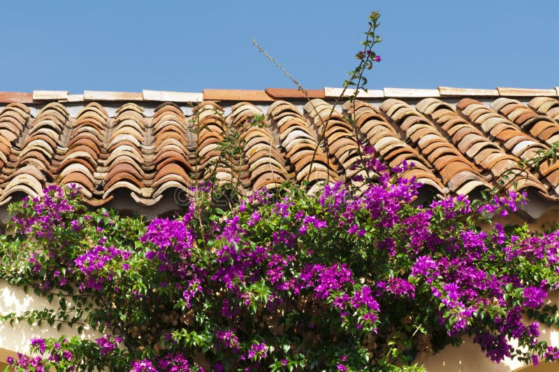 Tile Roof and Purple Flowers Stock Photo - Image of countryside, plants ...